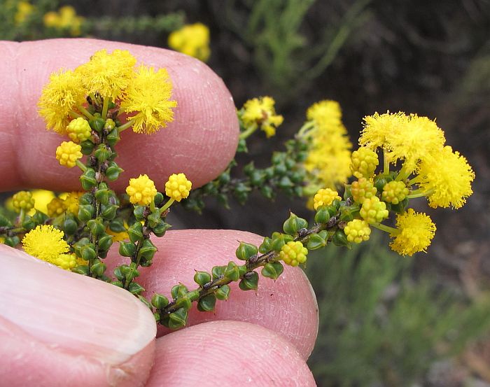 Esperance Wildflowers: Acacia tetraptera – Four-winged Wattle