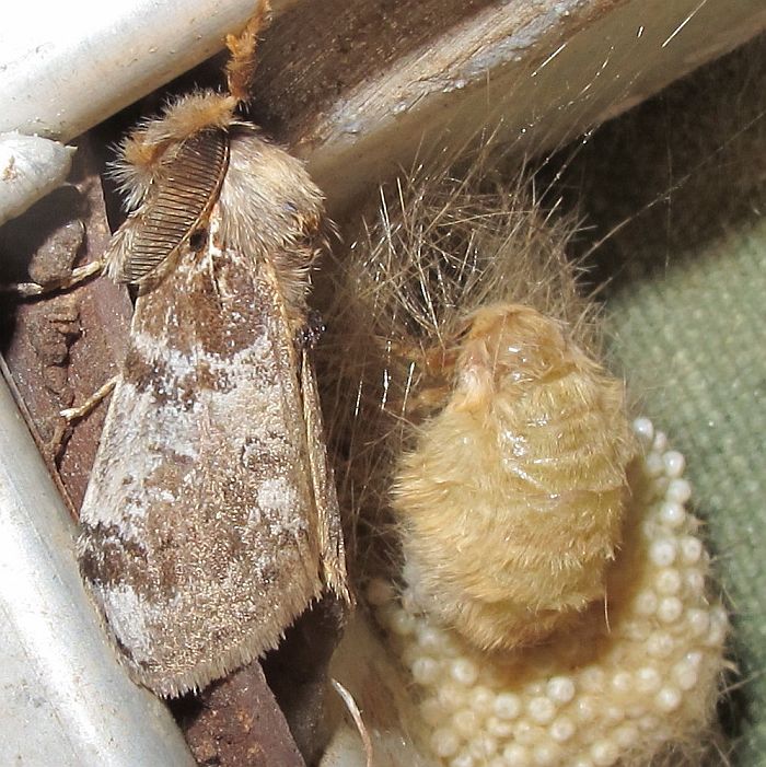 What is this bug(?), laying eggs(?), around another thing(?) found in ...