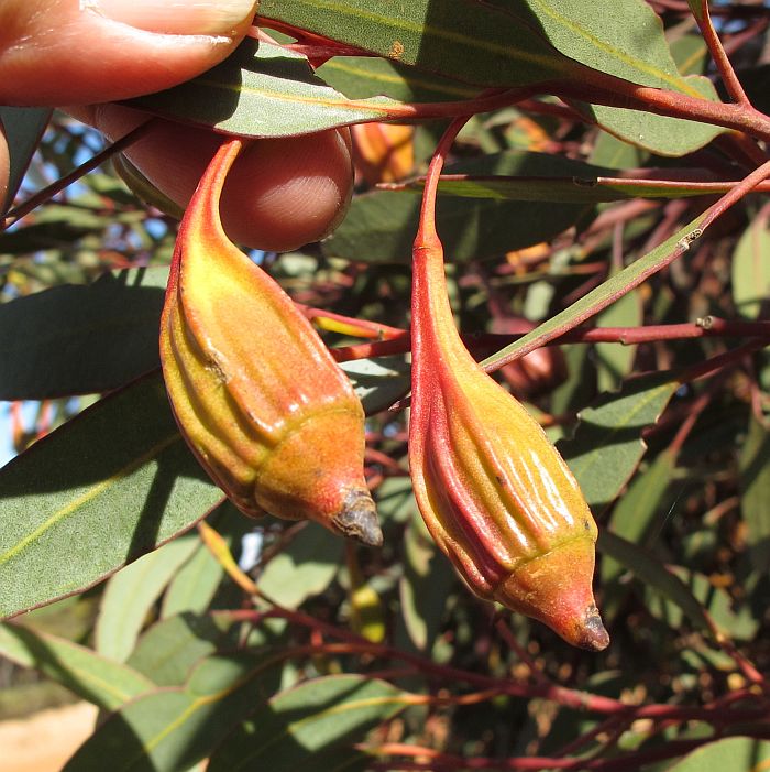 Esperance Wildflowers: Eucalyptus stoatei - Scarlet Pear Gum