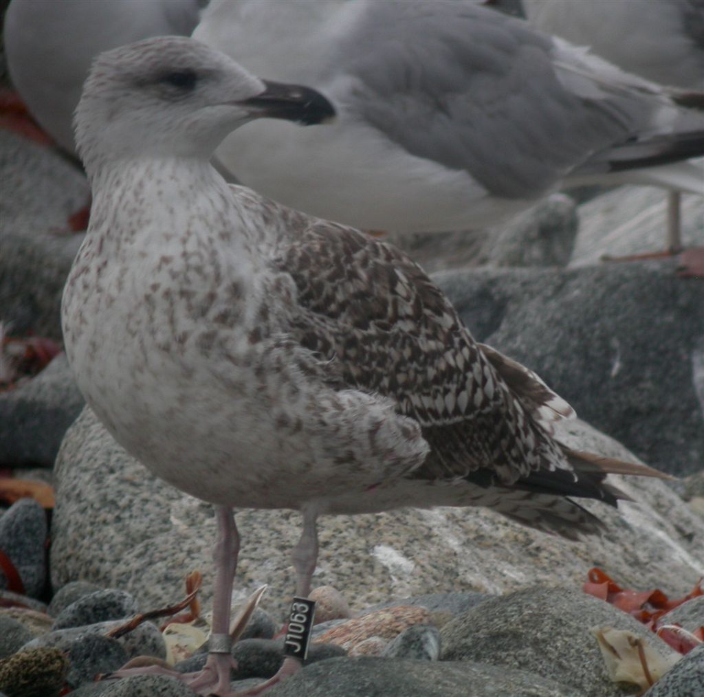 Guernsey Gulls: 1st Summer Norwegian Great Black-backed Gull at Chouet