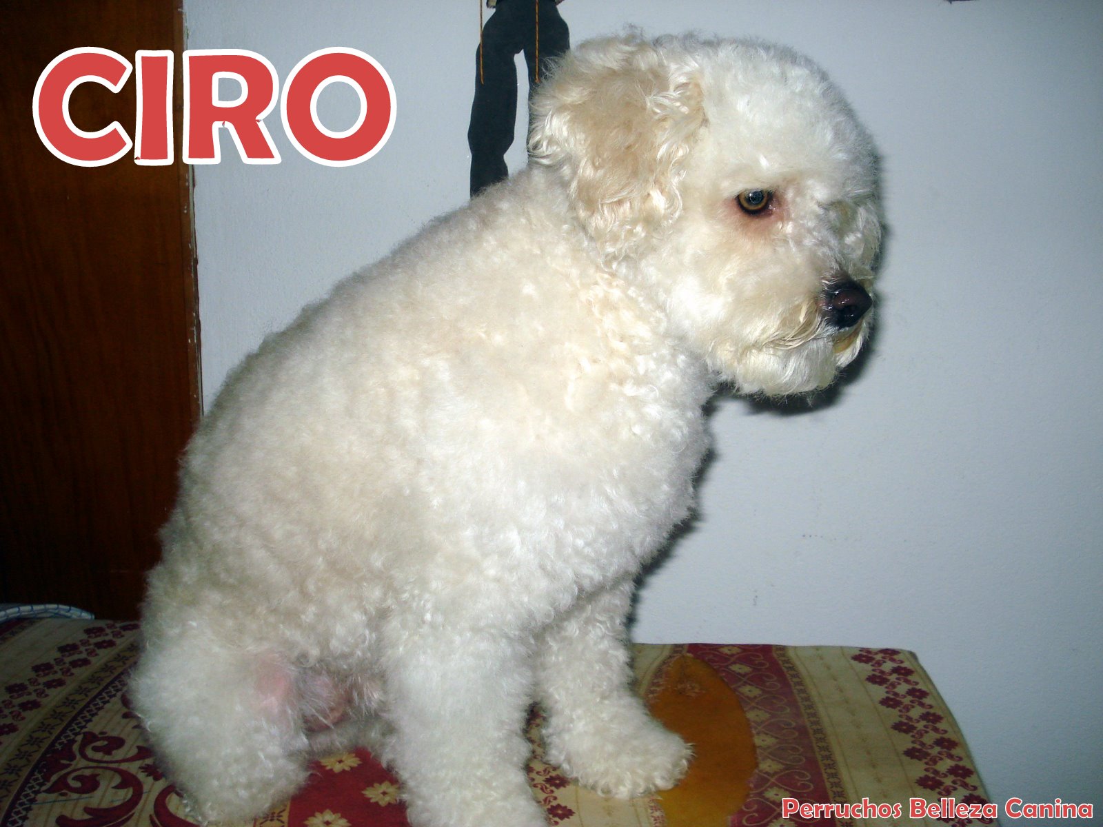 PERRUCHOS - Belleza Canina - PUERTO DESEADO - Santa Cruz