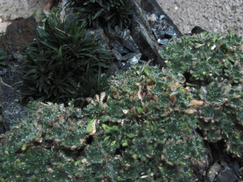 Our Garden: Our Miniature Rock Gardens