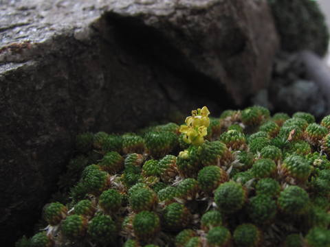 Our Garden: Our Miniature Rock Gardens
