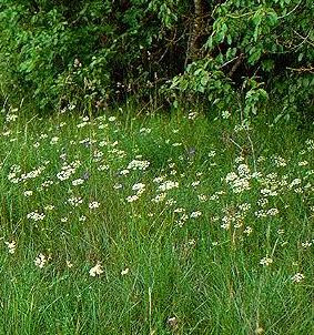 Jeerakam, cheru jeerakam,cheruJeerakam-j-jee-jeera- (cumin seeds ...