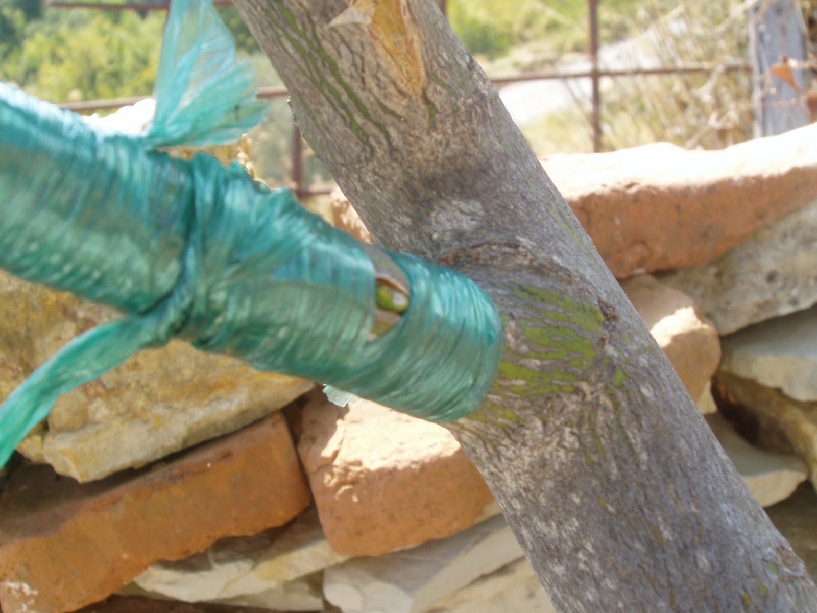 Μπόλιασμα δέντρων (με ενοφθαλμισμό)-φύτεμα νέων