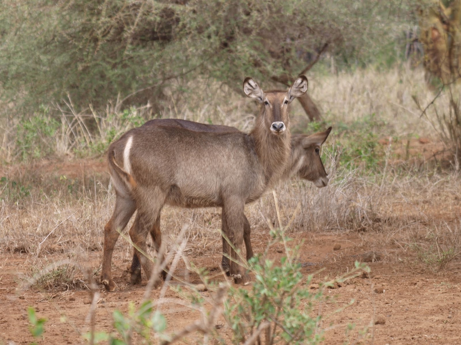 KENYA CAMPERS: Kenyan wildlife random pictures by Mark Creane