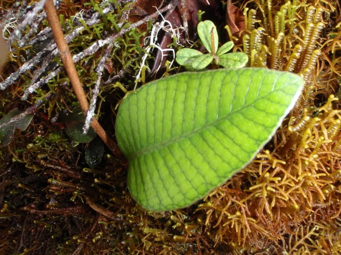 MERAWAN SIPUT JANTAN: PENJELAJAHAN GUNUNG TRUS MADI (BHG 3) - FLORA & FAUNA