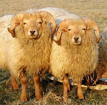 Dunia Hewan: Hewan Sheep (Domba)