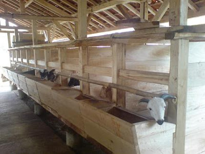 47+ Desain Kandang Sapi Perah Modern Pics