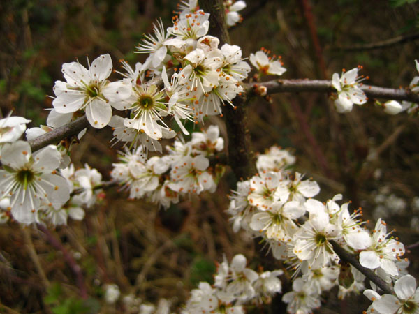 Blackthorn Family Tree