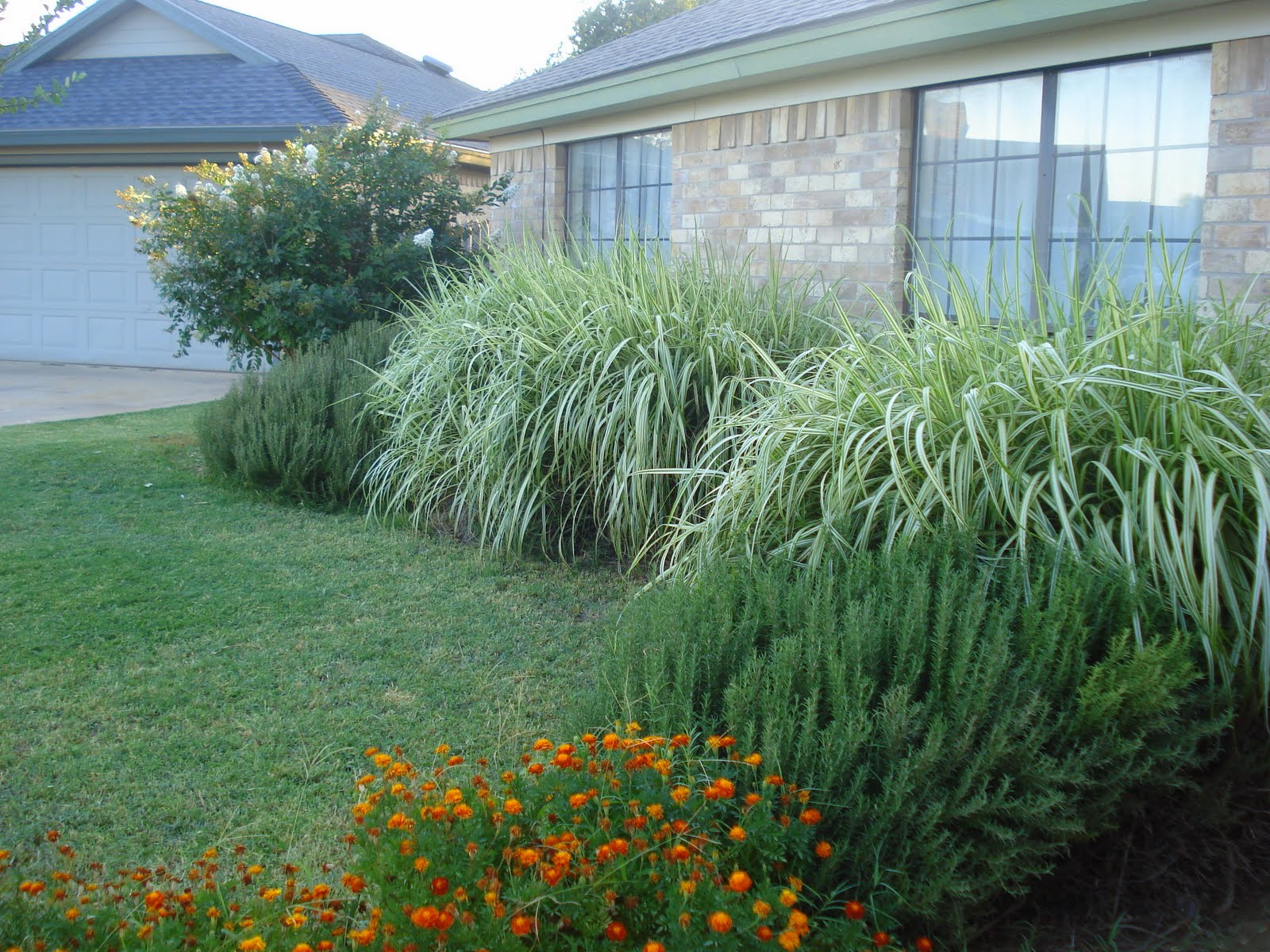 My Lubbock Garden: Crape Myrtles
