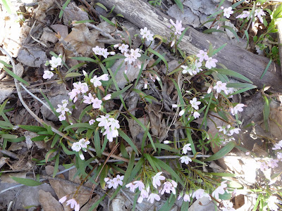Mamma Mia Days: Wisconsin Spring Wildflowers