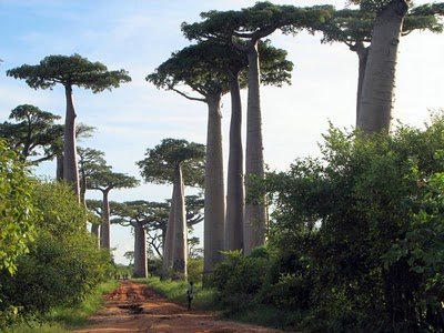 Pessimist Incarnate: The magnificent Baobab tree
