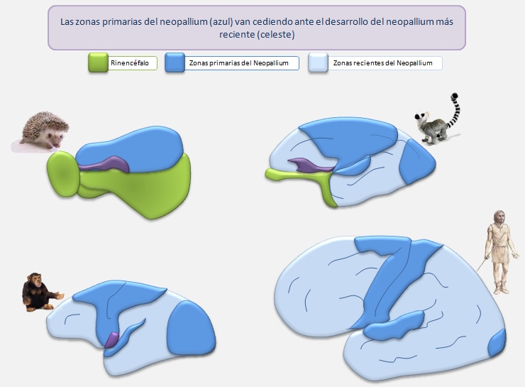 AMIGOS PARA SIEMPRE: MAPAS CONCEPTUALES - ESQUEMAS - DIAGRAMAS - GRÁFICOS
