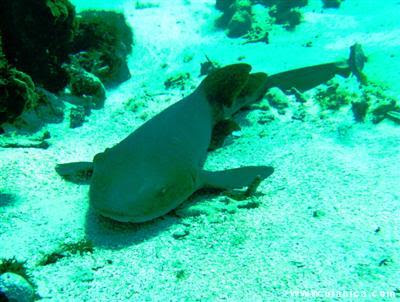 Tiburón Gato :: sabiasqueandii51