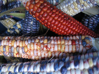 muddleaged: Corn - Mandan Bride