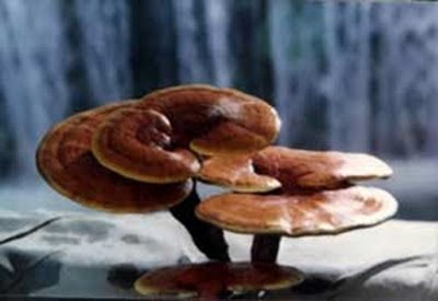 Ganoderma Health Benefits: Red Ganoderma Lucidum (Reishi) Mushroom