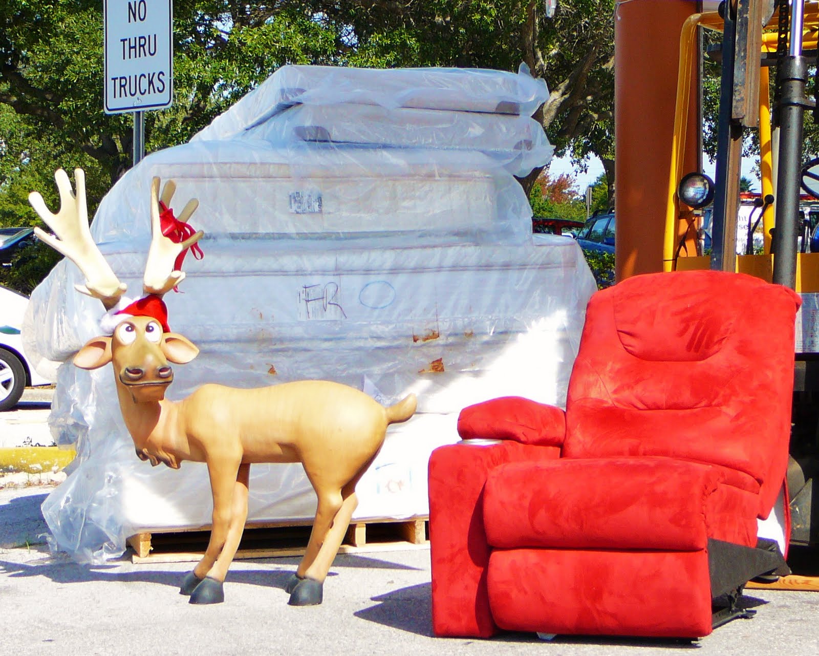 Tampa Florida Photo: Reindeer's Recliner is Off Limits