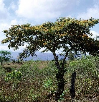 Indano (Byrsonima Crassifolia)