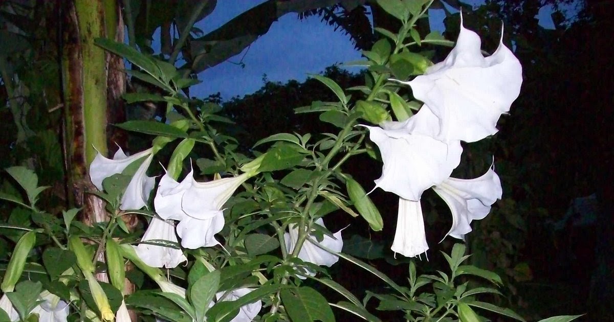 HERBARIO HOJAS ANCHAS: BORRACHERO