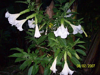 HERBARIO HOJAS ANCHAS: BORRACHERO