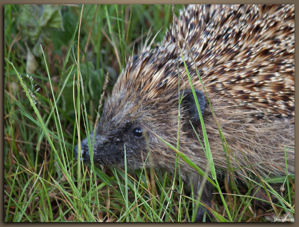Amsterdamse Waterleiding Duinen (AWD): Ochtend mist.