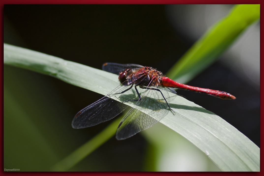 Amsterdamse Waterleiding Duinen (AWD): Ackerdijkse plassen en de ...