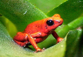 Nature @ its BEST!!!: Fascinating Frogs