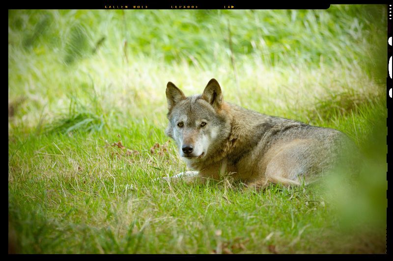 while(Alive()) { Learn(); Create(); }: UK Wolf Trust