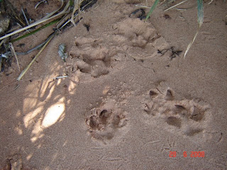 COMPANHIA SELVAGEM: PEGADAS DE CAPIVARA