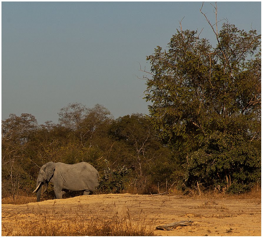 Leblogabobo: Pachydermes