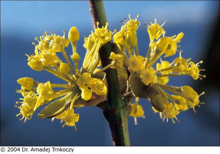 Turambar: Un copac pe zi: CORNUL