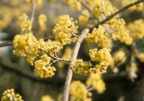 Turambar: Un copac pe zi: CORNUL