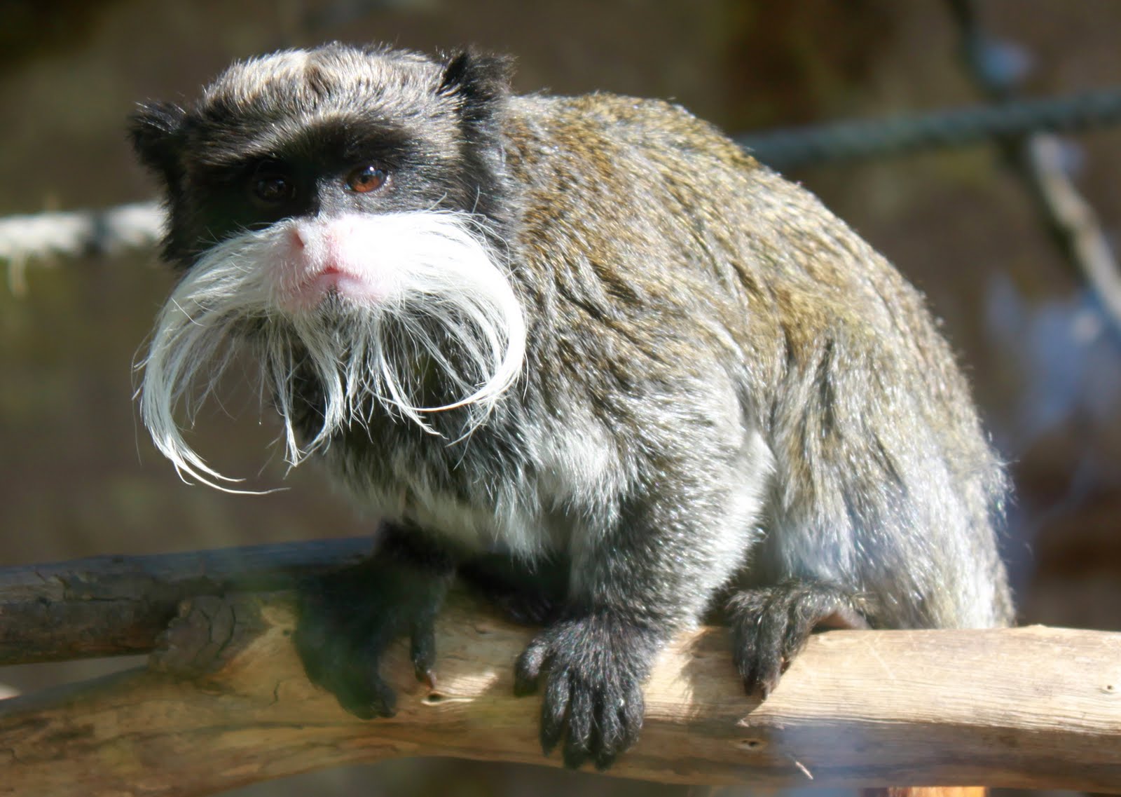 Sin libertad, no puedes crear: TAMARINO EMPERADOR