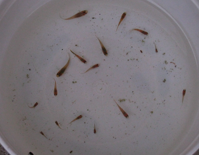 Random Shots: Longkang Fish...