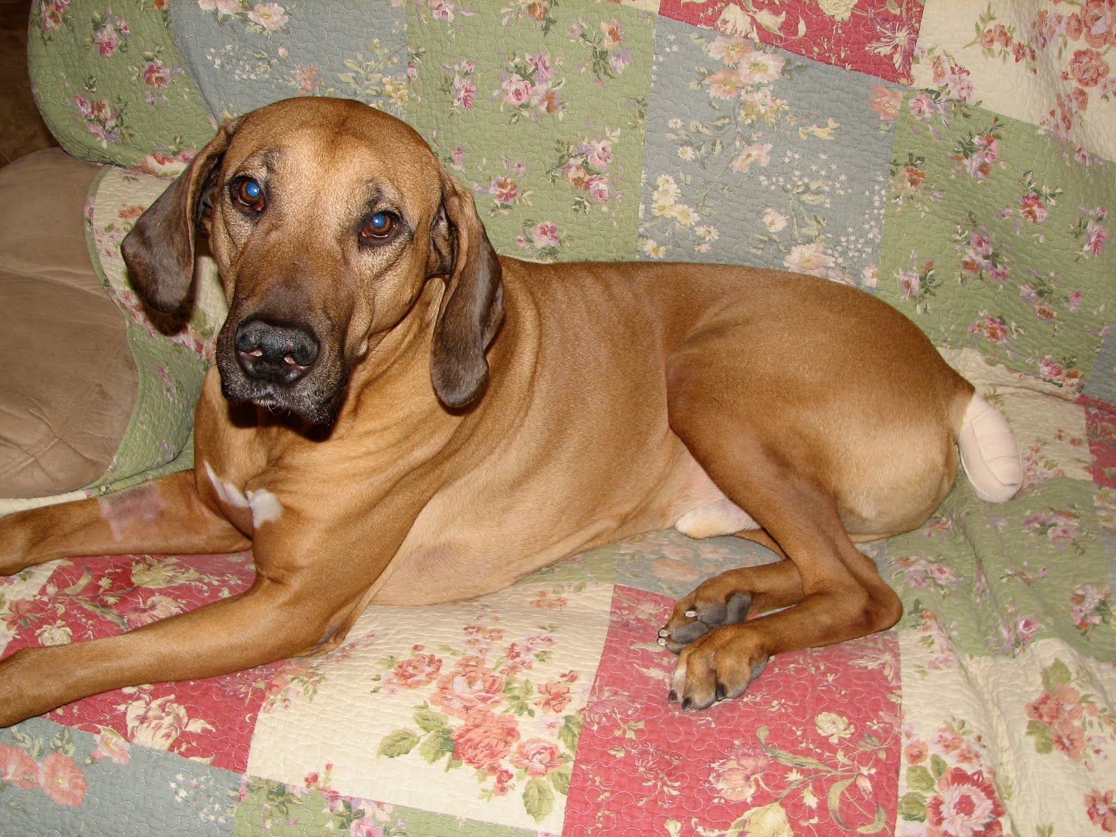 Nubbin' Tails: How I became Mr. Nubbin'