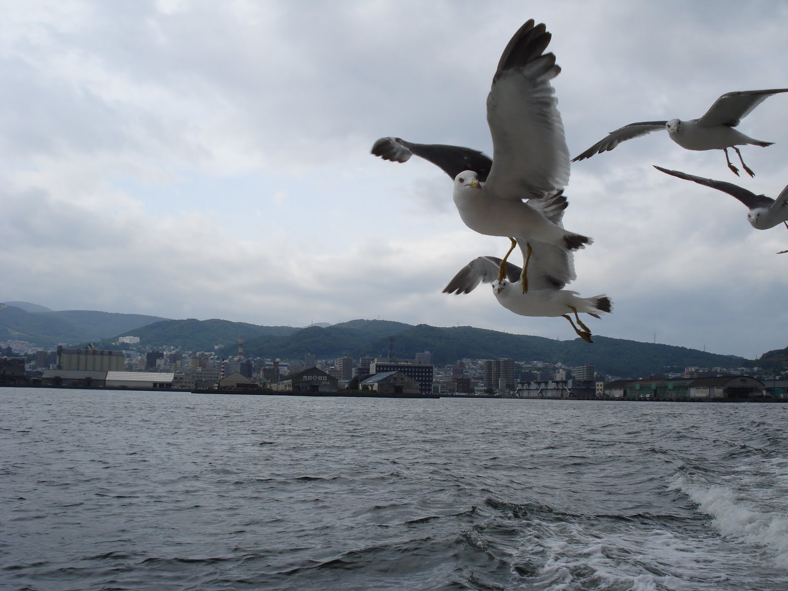 Hope, fortune and dragonflies: Cross country in Japan