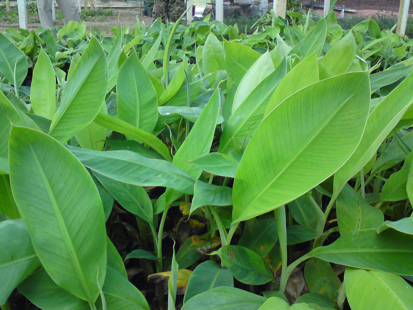 ujaimaju agrofarm: Pembiakan Benih Pisang Dengan Kaedah Penyukuan