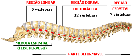 Enfermagem: OSSOS DA COLUNA VERTEBRAL