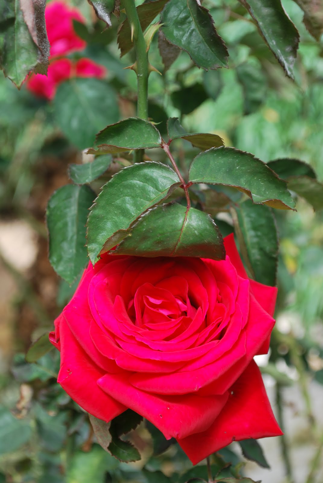 MydreamLand 我的梦幻世界: Charming Roses in Cameron Highland, Malaysia