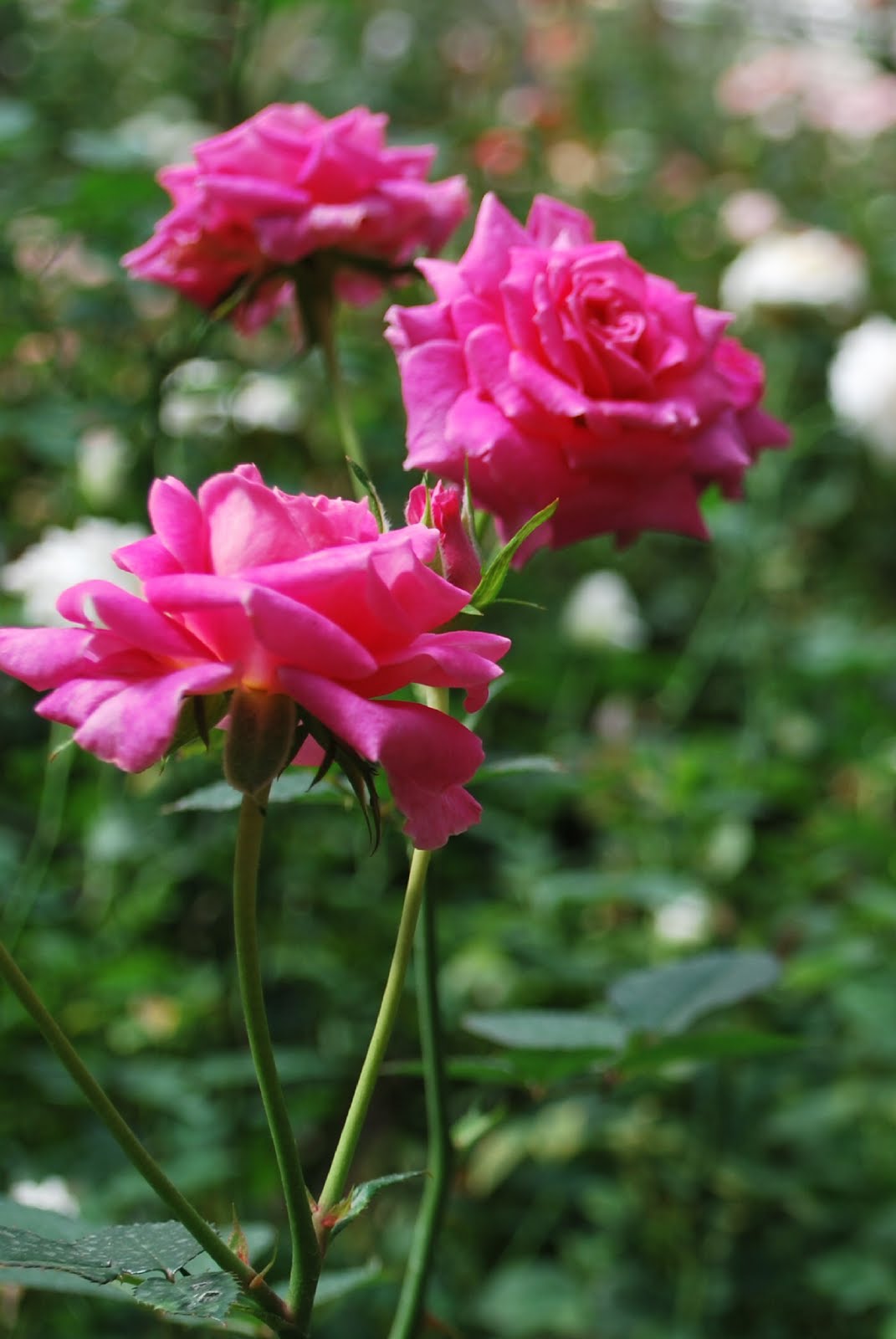 MydreamLand 我的梦幻世界: Charming Roses in Cameron Highland, Malaysia