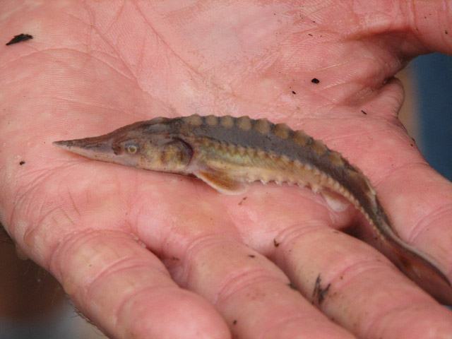 Baby Atlantic Sturgeon