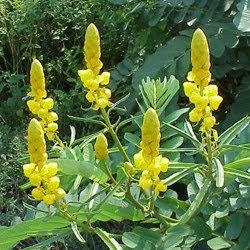 Akapulko: The potent antifungal alternative ~ Cebuano Herbsman