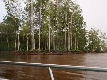 There’s Big Barra’s That Still Lies at Timika Estuaries (1)