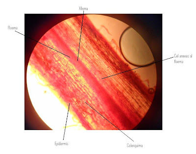 Histomorfologia Vegetal: TEJIDO CONDUCTOR