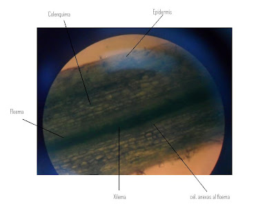 Histomorfologia Vegetal: TEJIDO CONDUCTOR