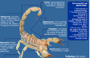 ESCORPIONES VENENOSOS