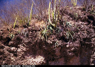 homework: Selva seca