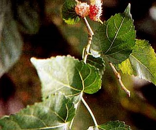 Puri Bunga Seruni: MURBEI