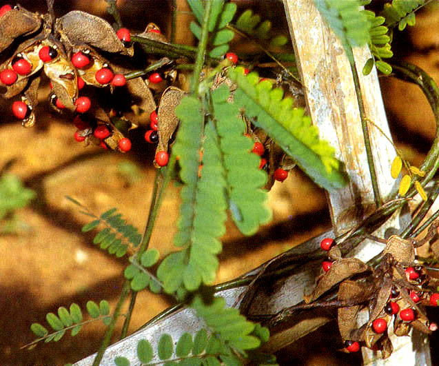 Puri Bunga Seruni: SAGA